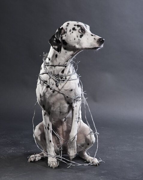 Speech on animal abuse - The Video Ink