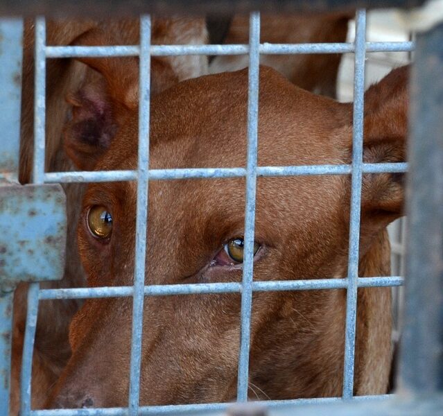 Speech on animal cruelty - The Video Ink