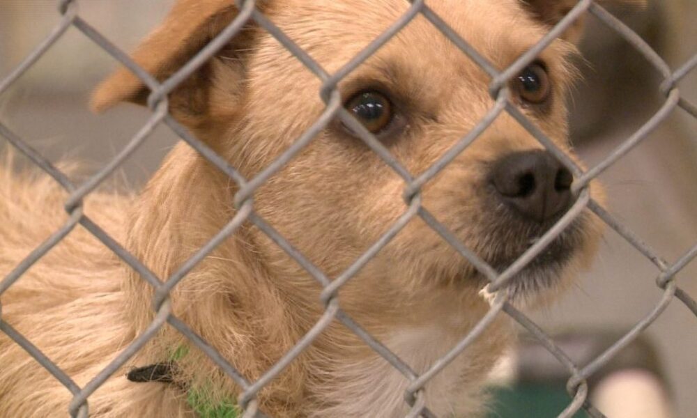 Speech on Animal Cruelty - The Video Ink