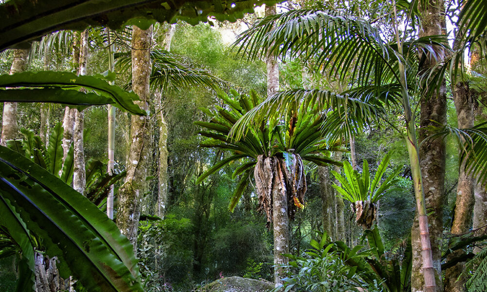 A Short Speech on Protect the Gondwana Rainforest